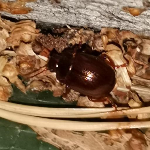 Brown Leaf Beetle (Chrysolina Staphylaea) Insect Identification Guide ...