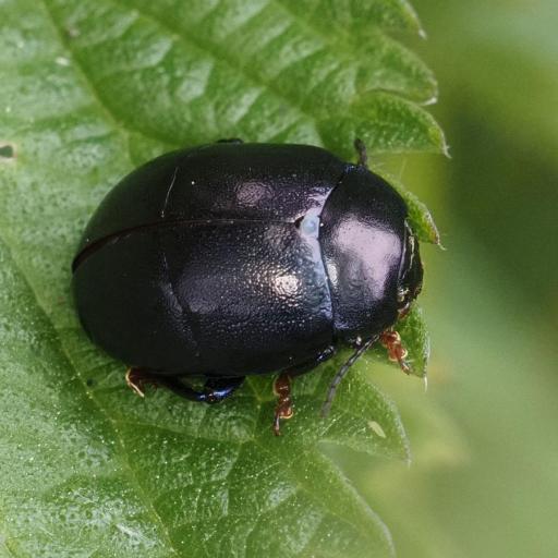 Violet Leaf Beetle (Chrysolina Sturmi) Insect Identification Guide ...
