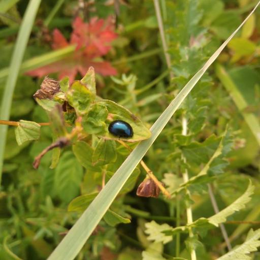 Chrysolina Varians Insect Identification Guide, Habitat & Facts