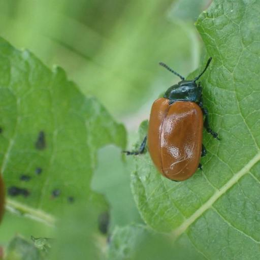 Poplar Leaf Beetle (Chrysomela Populi) Insect Identification Guide ...