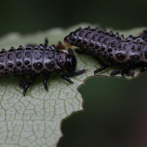 Spotted Willow Leaf Beetle (Chrysomela Vigintipunctata) Insect Identification Guide, Habitat & Facts