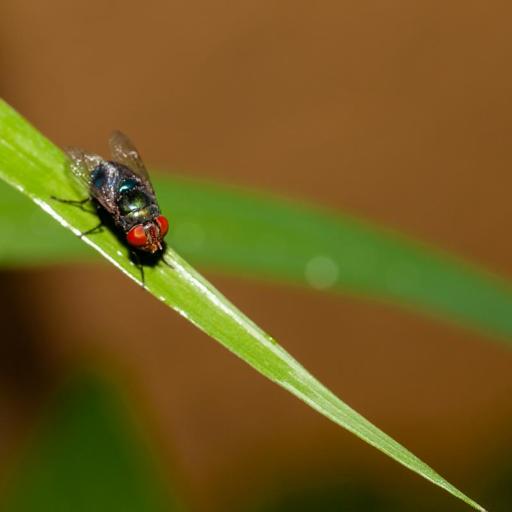 Oriental Latrine Fly (Chrysomya Megacephala) Insect Identification ...