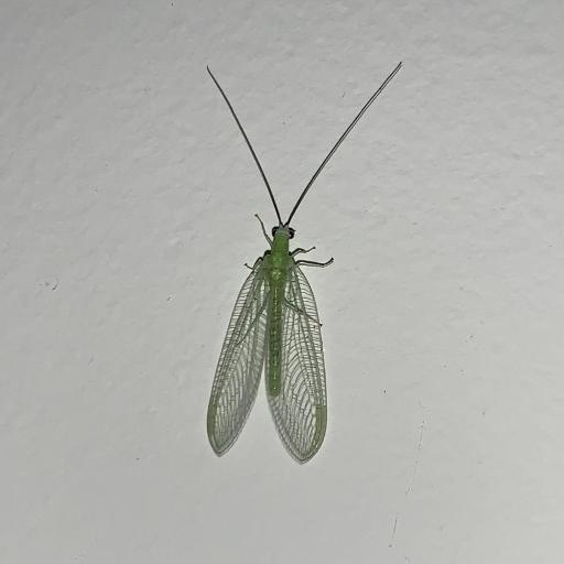 Black-Horned Green Lacewing (Chrysopa Nigricornis) Insect ...