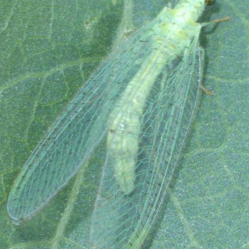 Golden-Eyed Lacewing (Chrysopa Oculata) Insect Identification Guide ...