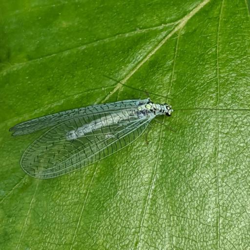 Pearly Green Lacewing (Chrysopa Perla) Insect Identification Guide ...