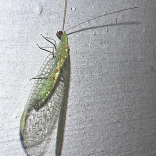 Four-Spotted Green Lacewing (Chrysopa Quadripunctata) Insect ...