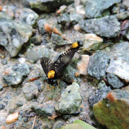 Golden-backed Snipe Fly (Chrysopilus Thoracicus) Insect Identification ...