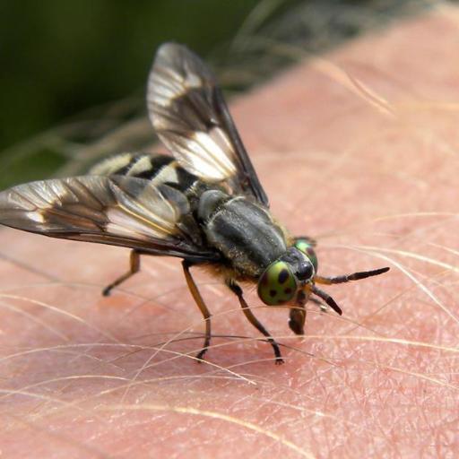 Twin-Lobed Deer Fly (Chrysops Relictus) Insect Identification Guide ...