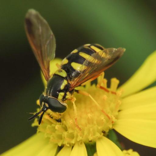 Chrysotoxum Intermedium Insect Identification Guide, Habitat & Facts