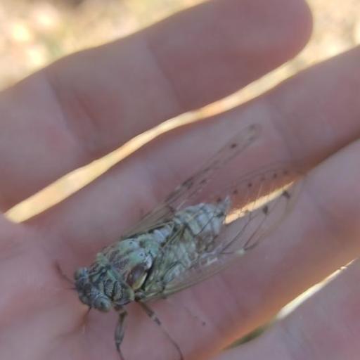 Ash Cicada (Cicada Orni) Insect Identification Guide, Habitat & Facts