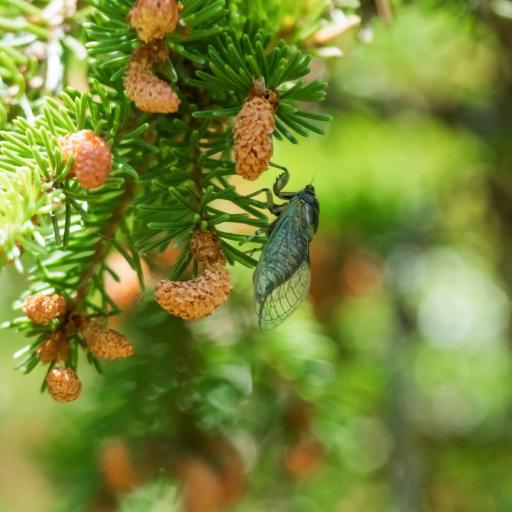 New Forest Cicada (Cicadetta Montana) Insect Identification Guide ...