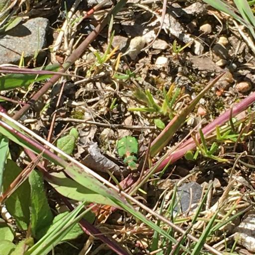 Green Tiger Beetle (Cicindela Campestris) Insect Identification Guide ...