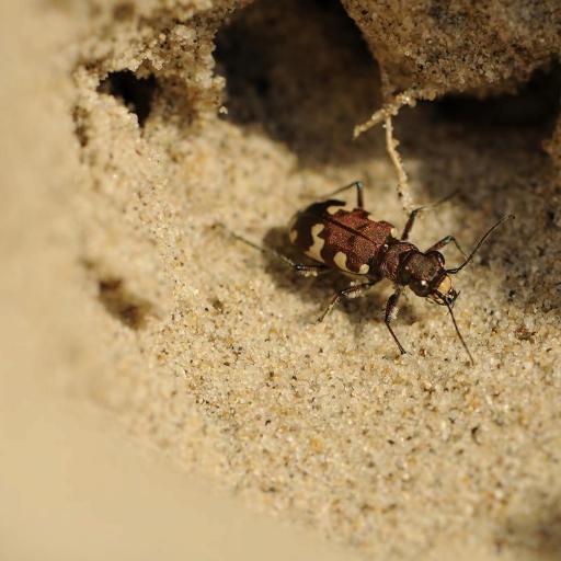 Northern Dune Tiger Beetle (Cicindela Hybrida) Insect Identification ...