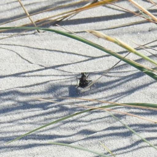 Dune Tiger Beetle (Cicindela Maritima) Insect Identification Guide ...