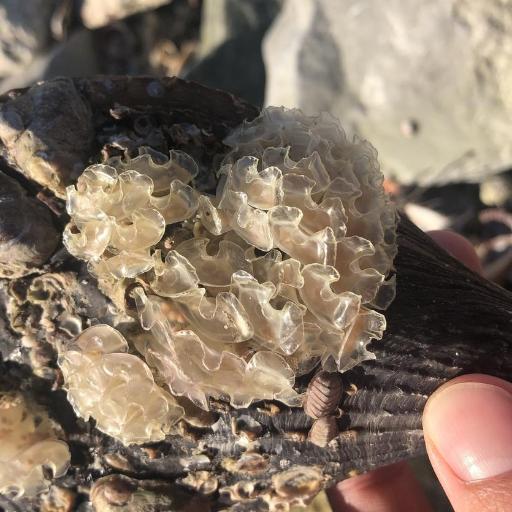 Eastern Banded Tulip (Cinctura Hunteria) Insect Identification Guide ...