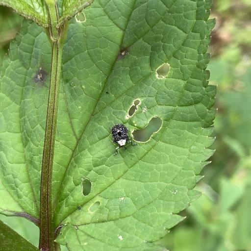 Common Figwort Weevil (Cionus Scrophulariae) Insect Identification Guide, Habitat & Facts