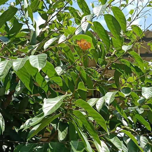 Tamil Yeoman (Cirrochroa Thais) Insect Identification Guide, Habitat ...