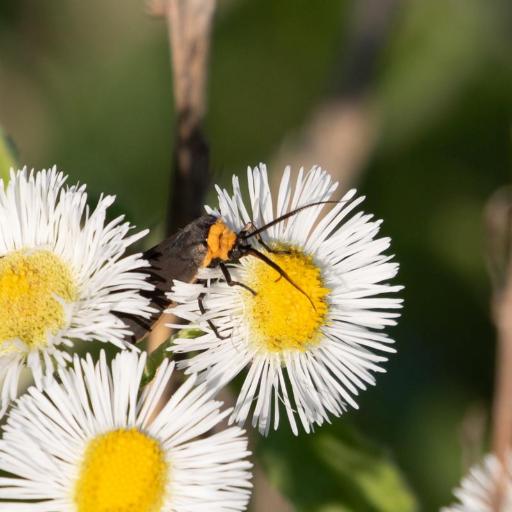 Yellow-collared Scape Moth (Cisseps Fulvicollis) Insect Identification ...