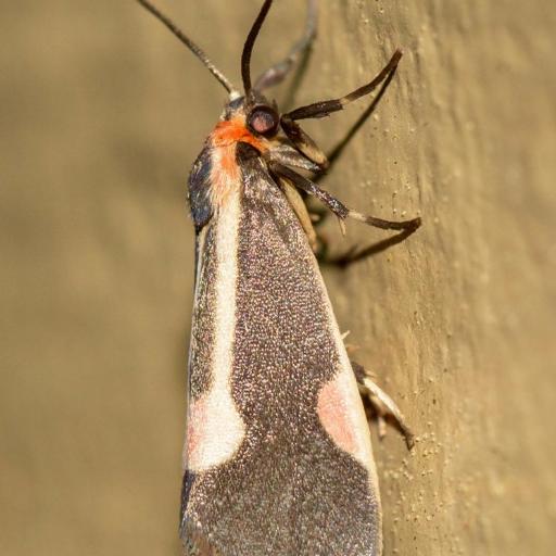 Cisthene Insect Identification Guide, Habitat & Facts