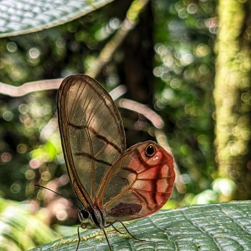 Cithaerias Insect Identification Guide, Habitat & Facts