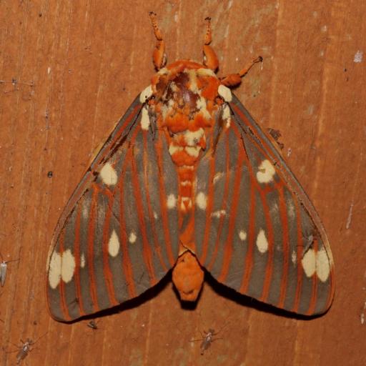 Citheronia Insect Identification Guide, Habitat & Facts