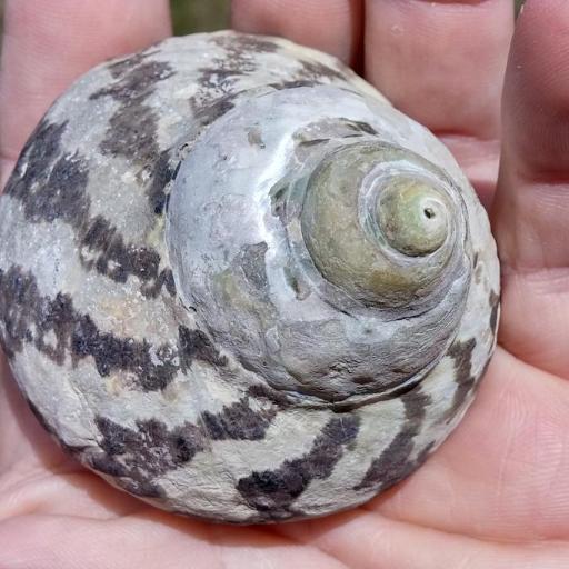 Southern Small White (Pieris Mannii) Insect Identification Guide ...