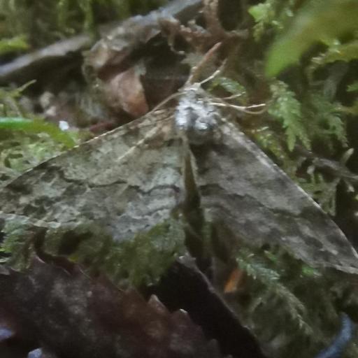 Ringed Carpet (Cleora Cinctaria) Insect Identification Guide, Habitat ...