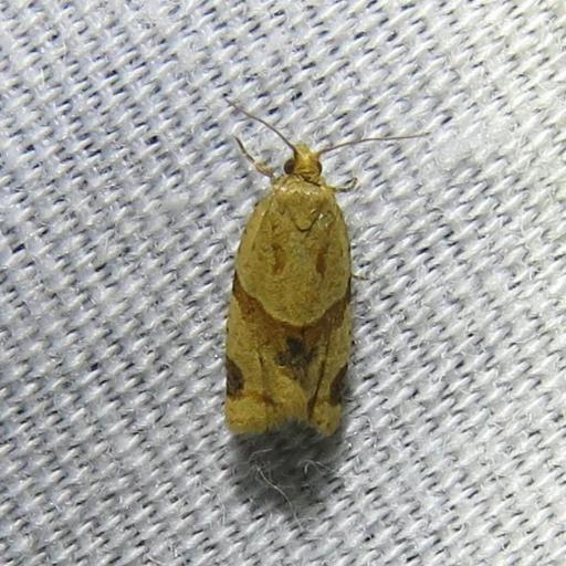 Garden Tortrix (Clepsis Peritana) Insect Identification Guide, Habitat ...