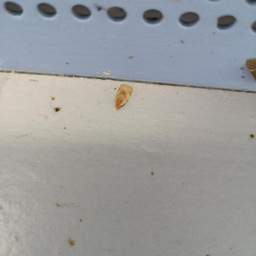 Pale Twist (Clepsis Rurinana) Insect Identification Guide, Habitat & Facts