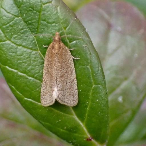 Obscure Tortrix (Clepsis Senecionana) Insect Identification Guide ...