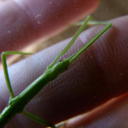 French Stick Insect (Clonopsis Gallica) Insect Identification Guide ...