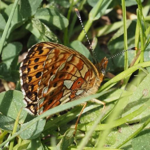 Pearl-Bordered Fritillary (Clossiana Euphrosyne) Insect Identification ...
