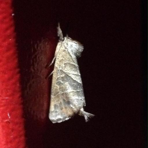 Common Barklice (Psocidae) Insect Identification Guide, Habitat & Facts