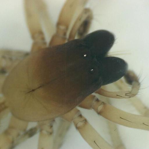 Clubiona Phragmitis Insect Identification Guide, Habitat & Facts