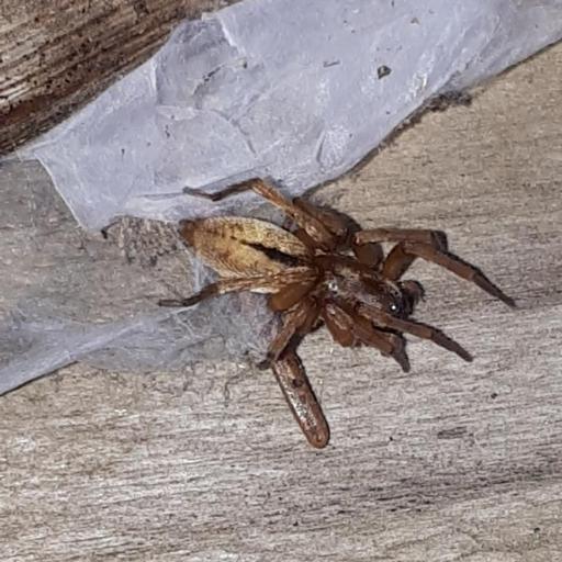 Clubiona Subsultans Insect Identification Guide, Habitat & Facts