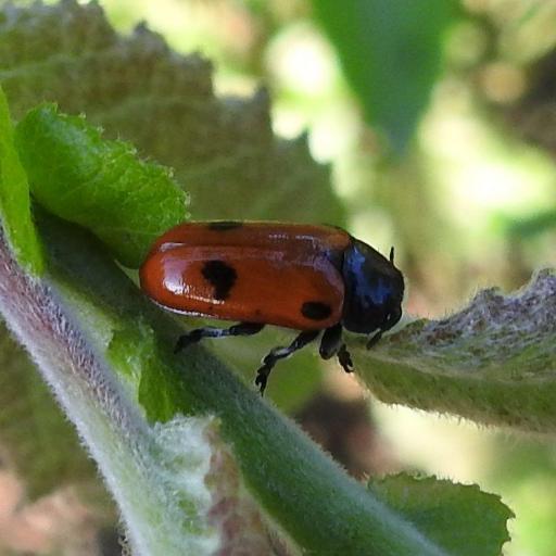 Four Spotted Leaf Beetle (Clytra Quadripunctata) Insect Identification ...