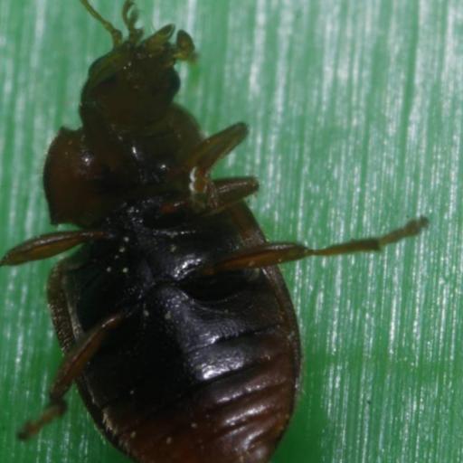 Red Marsh Ladybird (Coccidula Rufa) Insect Identification Guide ...