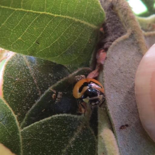 Three-banded Lady Beetle (Coccinella Trifasciata) Insect Identification ...