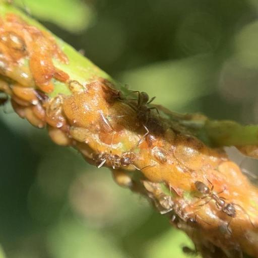 Brown Soft Scale (Coccus Hesperidum) Insect Identification Guide ...