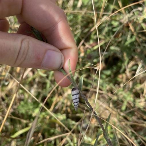 Pointed Snail (Cochlicella Acuta) Insect Identification Guide, Habitat ...