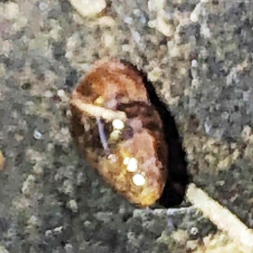 Common Earthworm (Lumbricus Terrestris) Insect Identification Guide ...