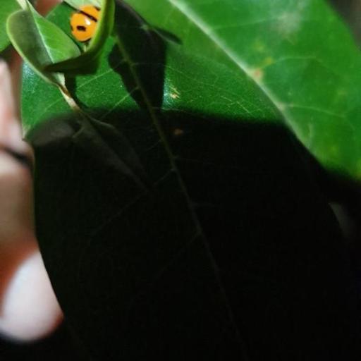 Variable Ladybird Beetle (Coelophora Inaequalis) Insect Identification ...