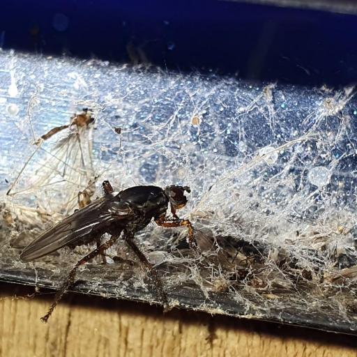 Kelp Flies (Coelopidae) Insect Identification Guide, Habitat & Facts