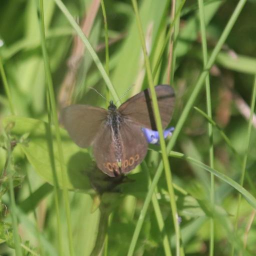 Scarce Heath (Coenonympha Hero) Insect Identification Guide, Habitat ...
