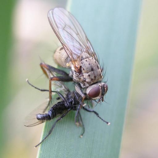 Dark Giant Horse Fly (Tabanus Sudeticus) Insect Identification Guide ...