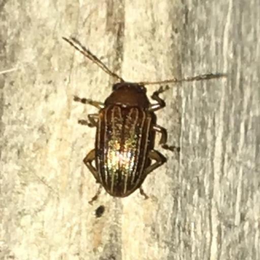 Colaspis Insect Identification Guide, Habitat & Facts