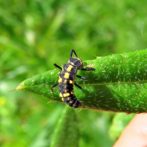 Spotted Pink Lady Beetle (Coleomegilla Maculata) Insect Identification ...
