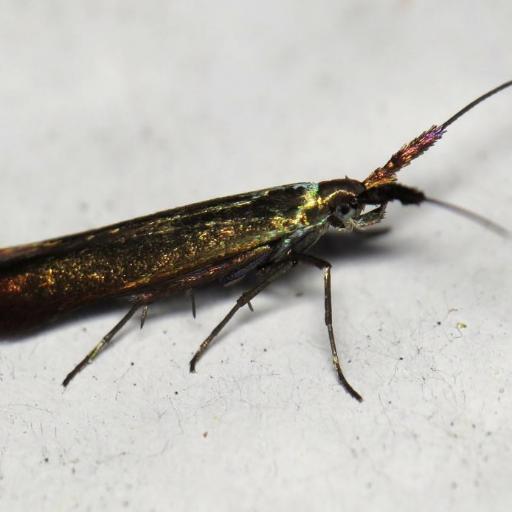 Red Clover Casebearer Moth (Coleophora Deauratella) Insect ...