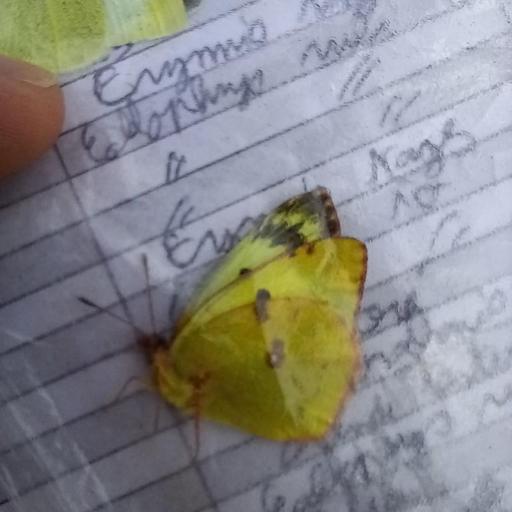 Berger's Clouded Yellow (Colias Alfacariensis) Insect Identification ...