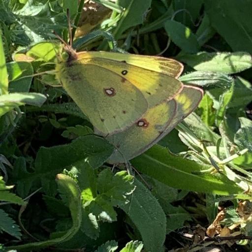 Orange Sulphur (Colias Eurytheme) Insect Identification Guide, Habitat ...